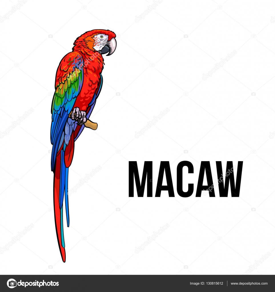 Hand drawn red green-winged macaw parrot Stock Vector Image by ...