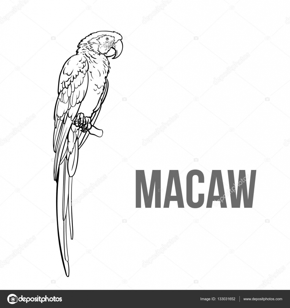 Hand drawn red green-winged macaw parrot Stock Vector Image by ...