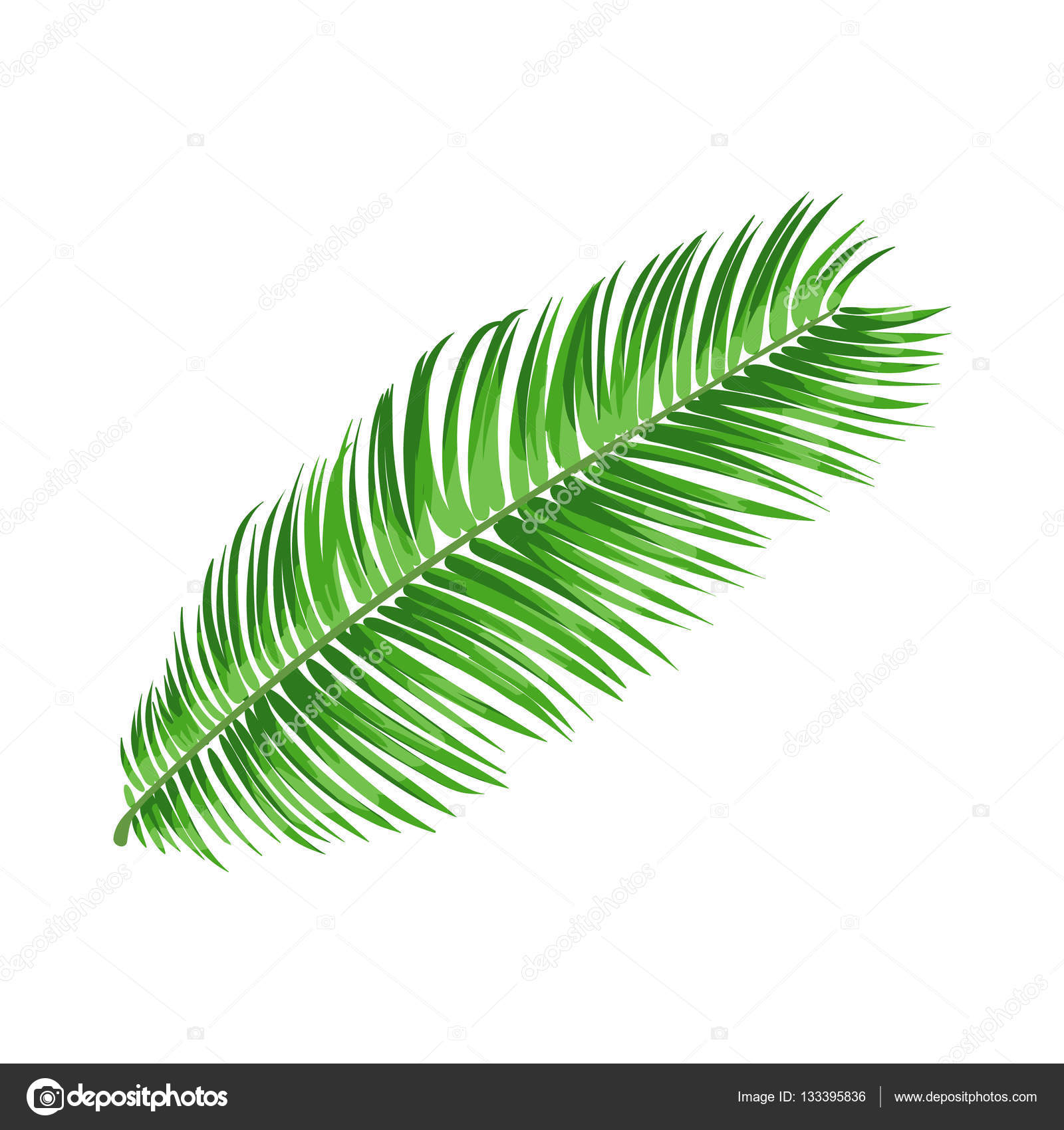 Full fresh leaf of sago palm tree, vector illustration Stock Vector by ...