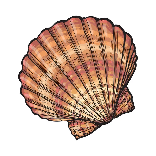 Scallop Seashell Outline