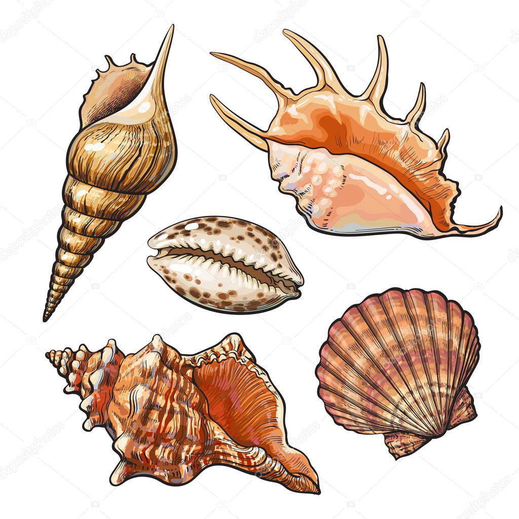 Set of various beautiful mollusk sea shells, isolated vector ... Set of various beautiful mollusk sea shells, isolated vector ...