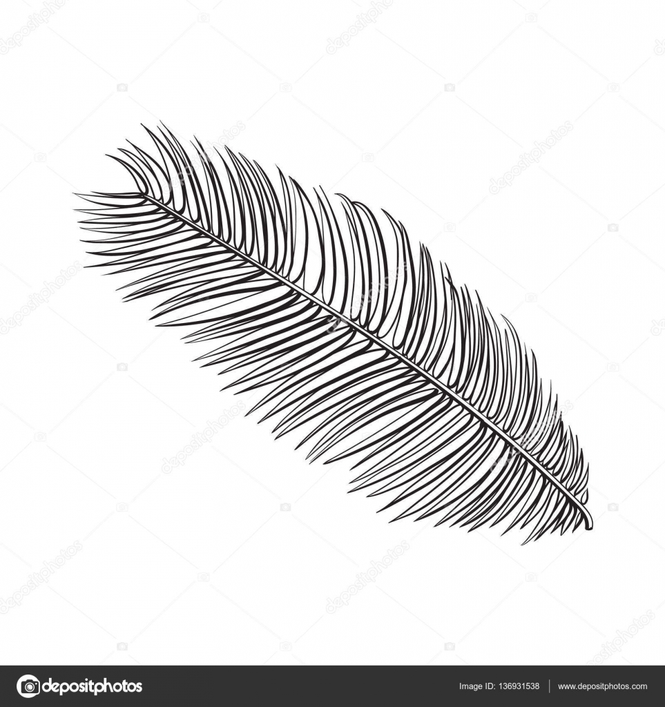 Full fresh leaf of sago palm tree, sketch vector illustration Stock ...