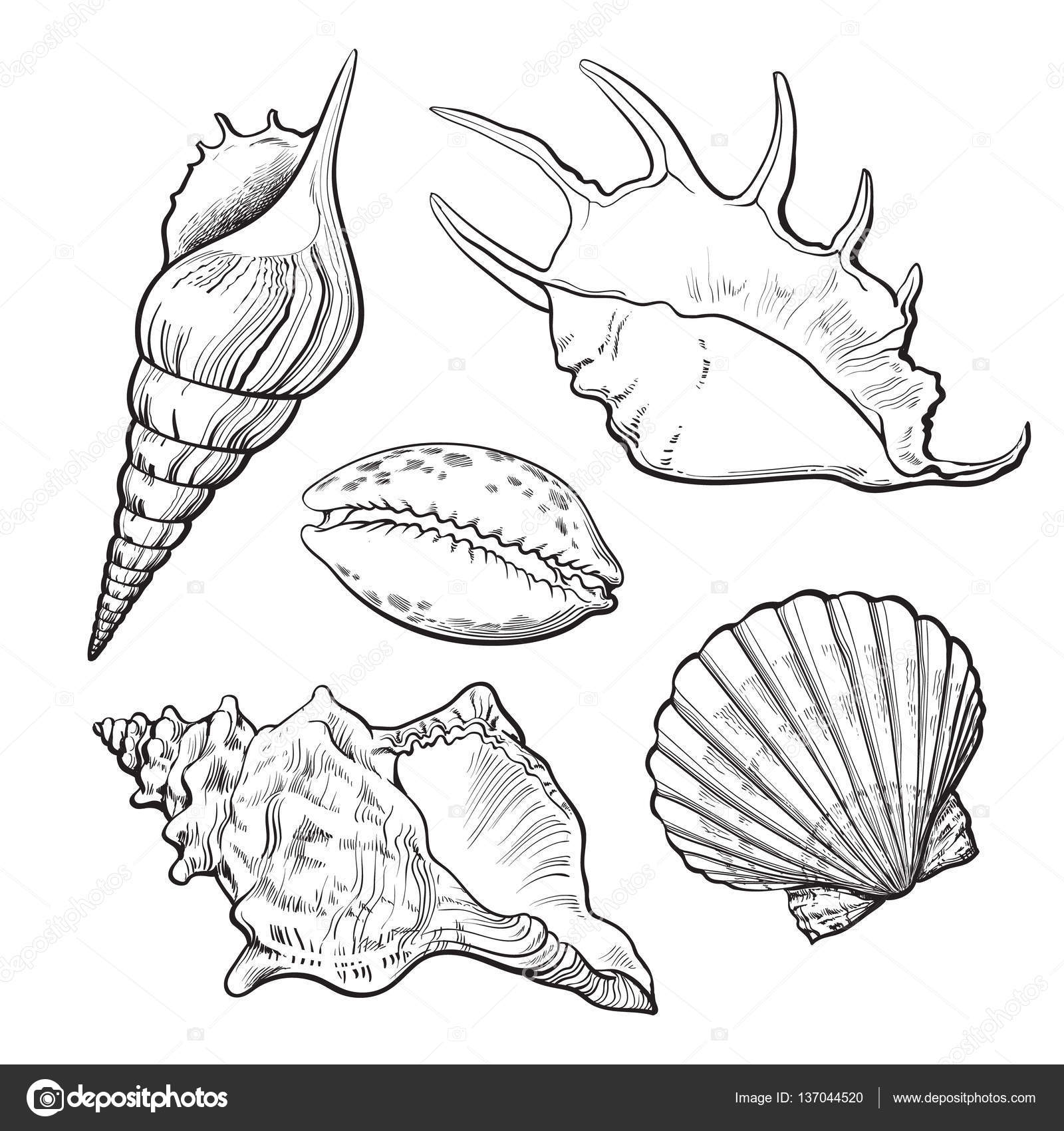 Conjunto de varias conchas de molusco hermoso, Ilustración vector ... Conjunto de varias conchas de molusco hermoso, Ilustración vector ...