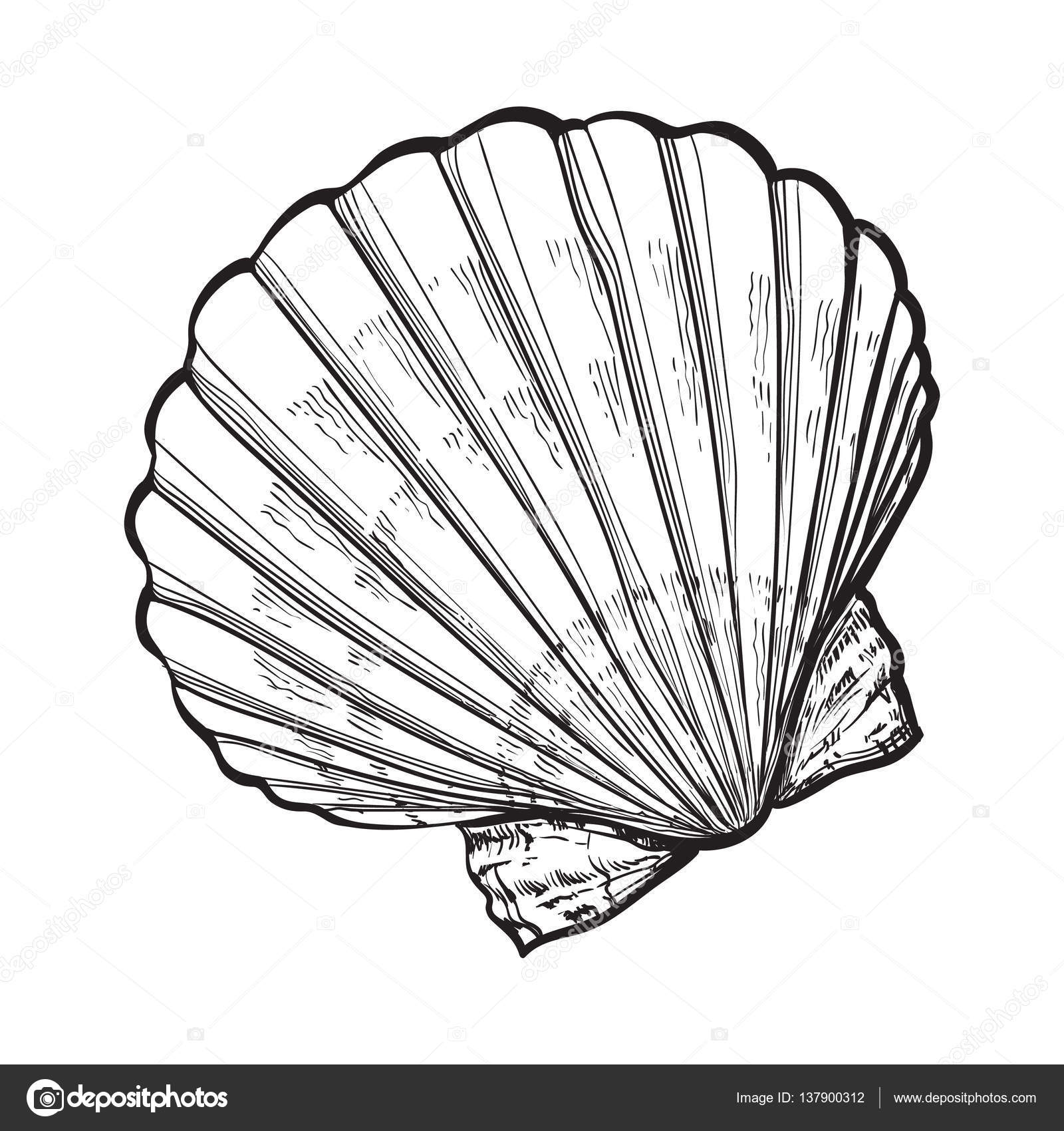 Concha de mar de vieira de agua salada, ilustración vectorial de estilo ...