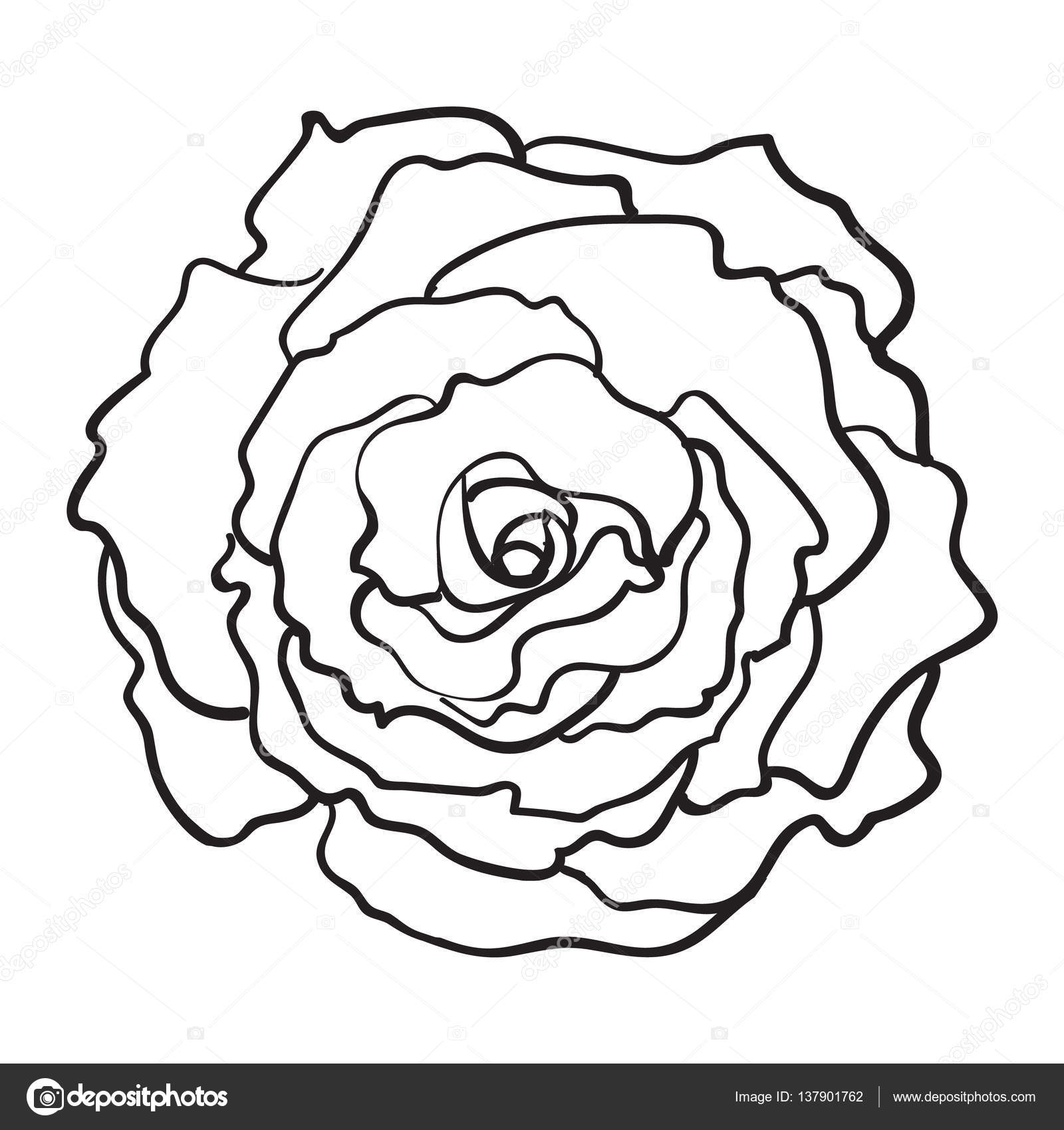 Open Rose Line Drawing