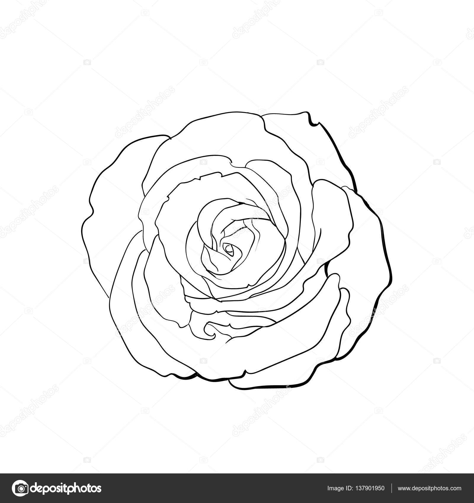 Deep contour rose, top view isolated sketch vector illustration Stock ...