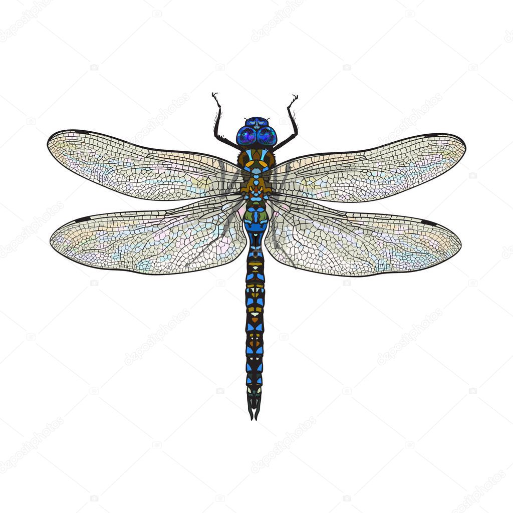 Vista superior de libélula con alas transparentes, ilustración de ...