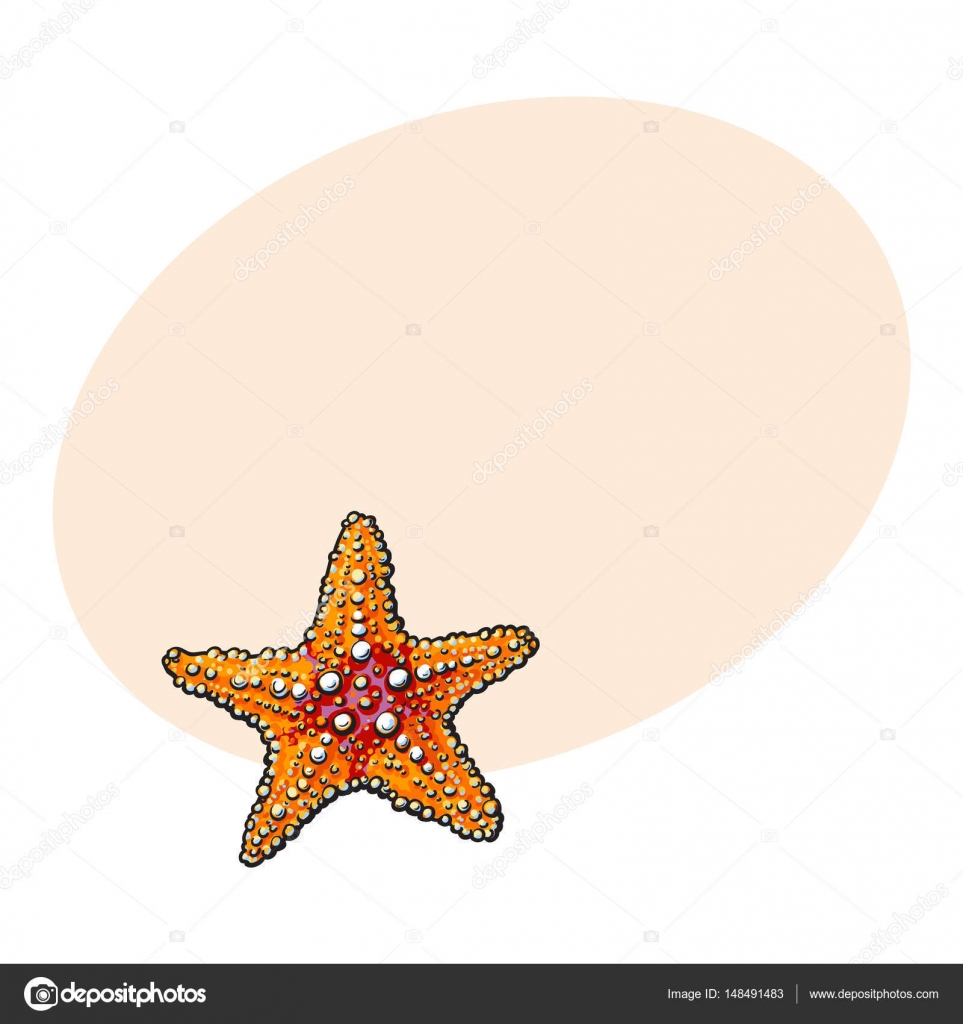 Hand drawn starfish, underwater living organism, sketch style vector ...