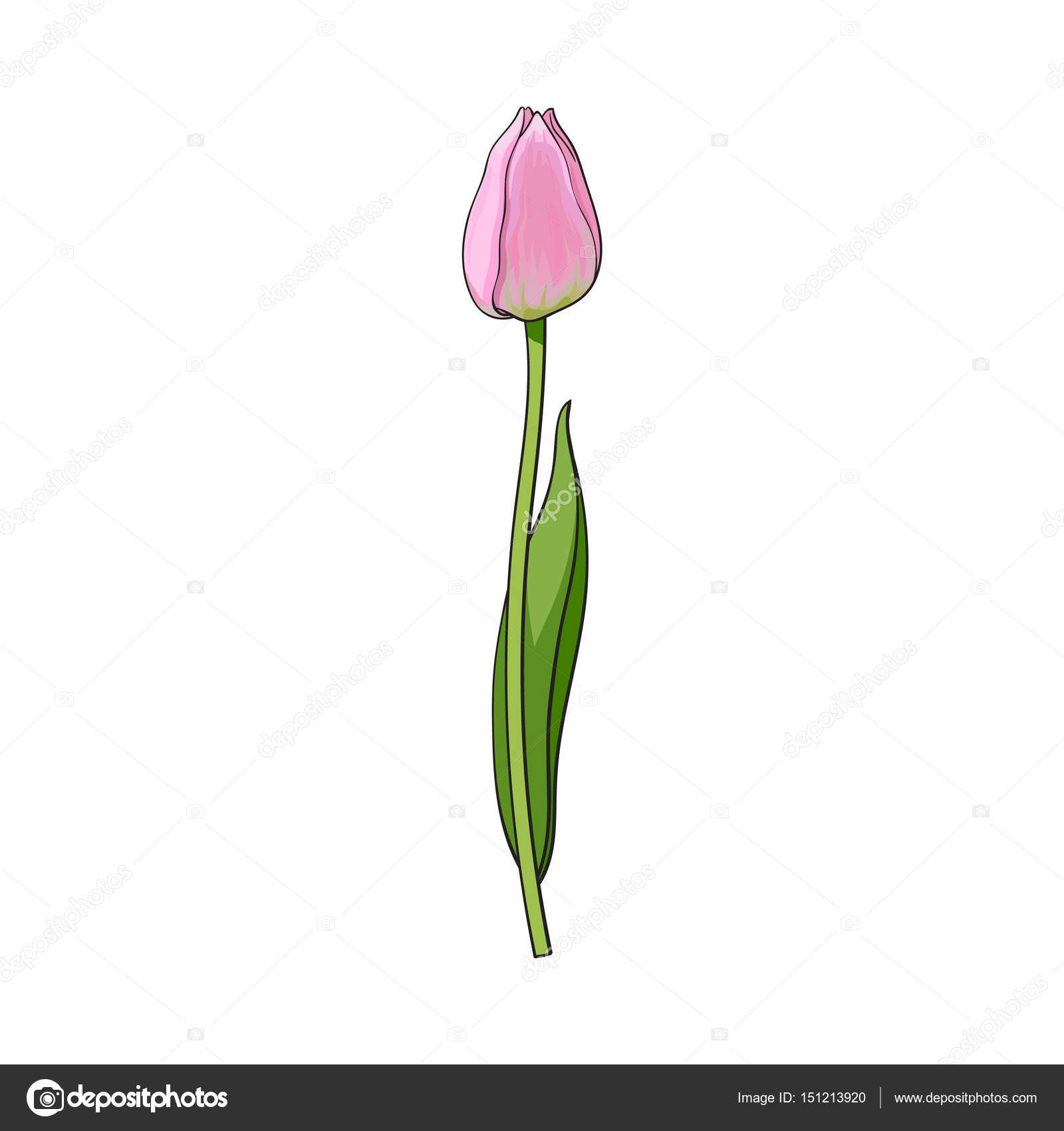 Hand drawn of side view pink tulip flower Stock Vector Image by ...