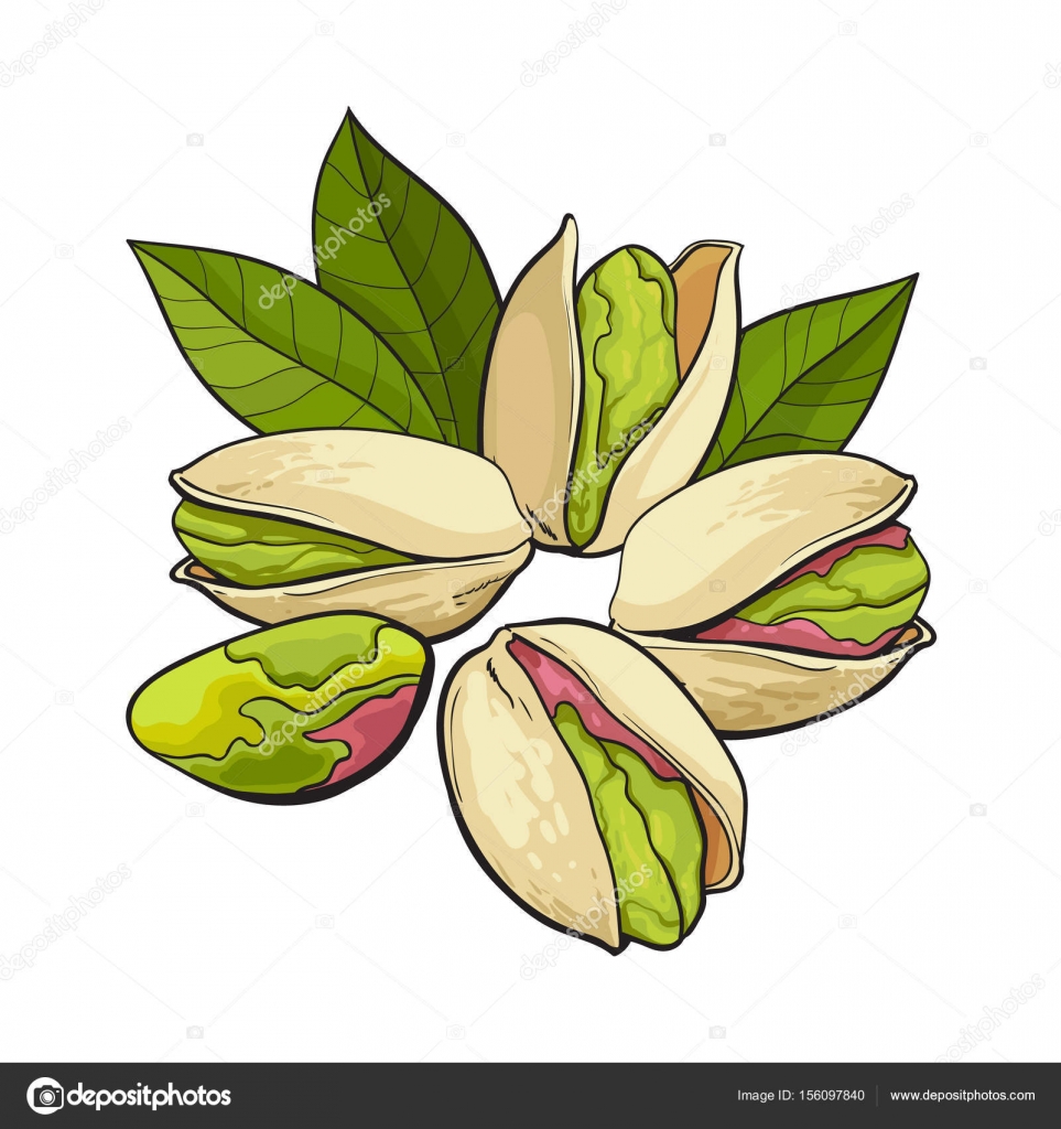 Group of pistachio nuts, shelled and unshelled, sketch vector ...