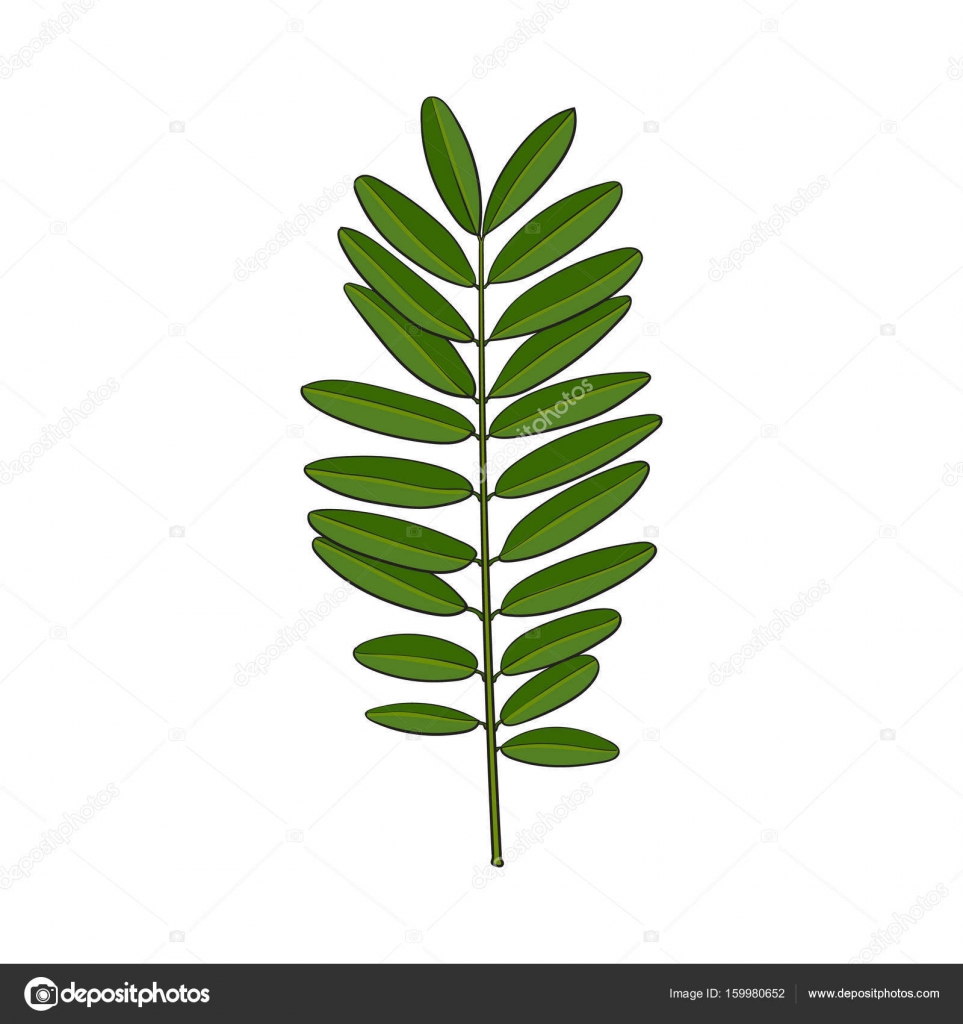 Beautiful, elegant hand drawn senna twig, branch, decoration element ...