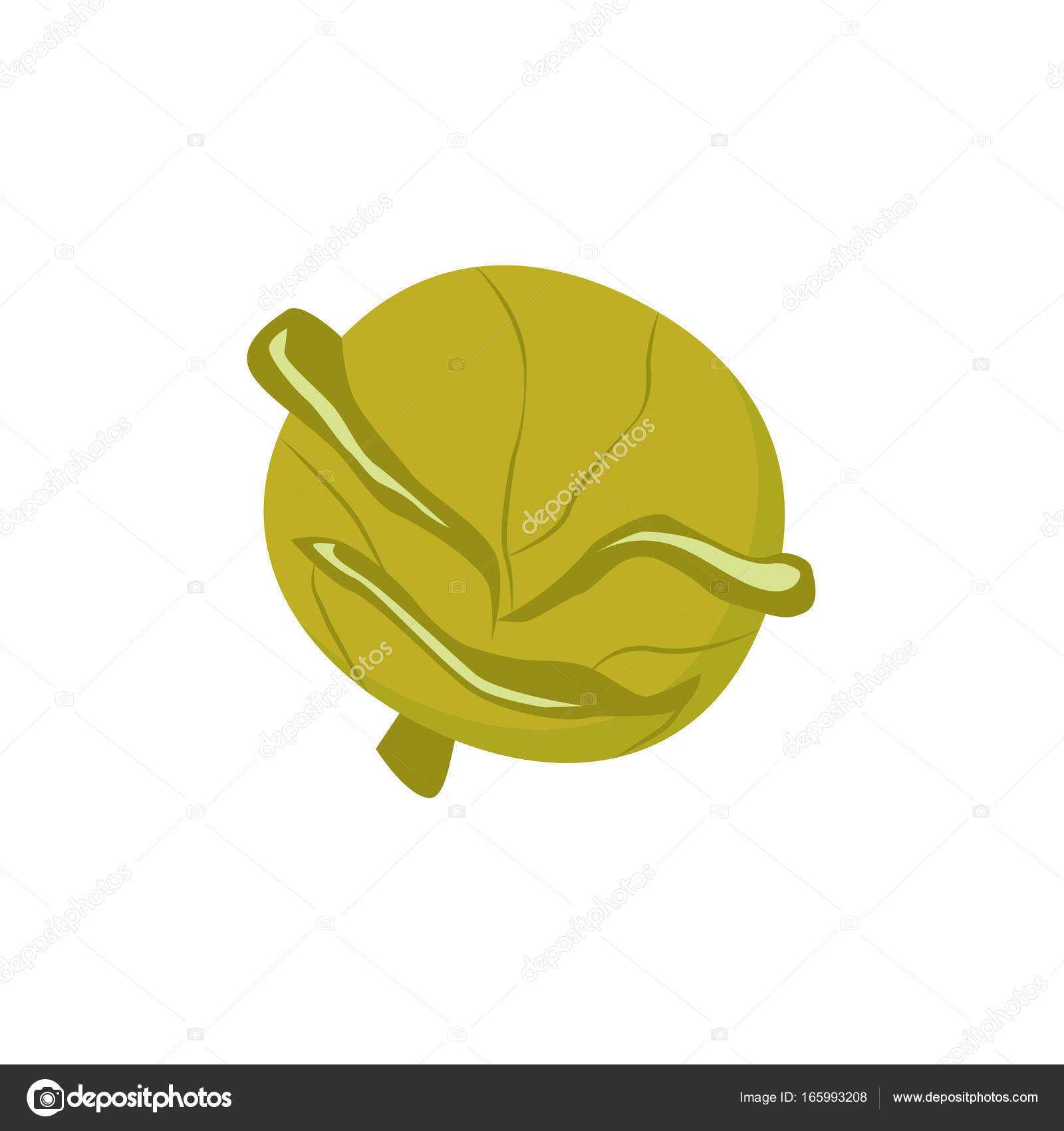 Cartoon style whole raw cabbage vegetable Stock Vector by ©Sabelskaya ...