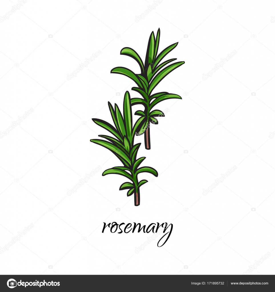 Vector plano dibujo de dibujos animados dibujado a mano romero Vector ...