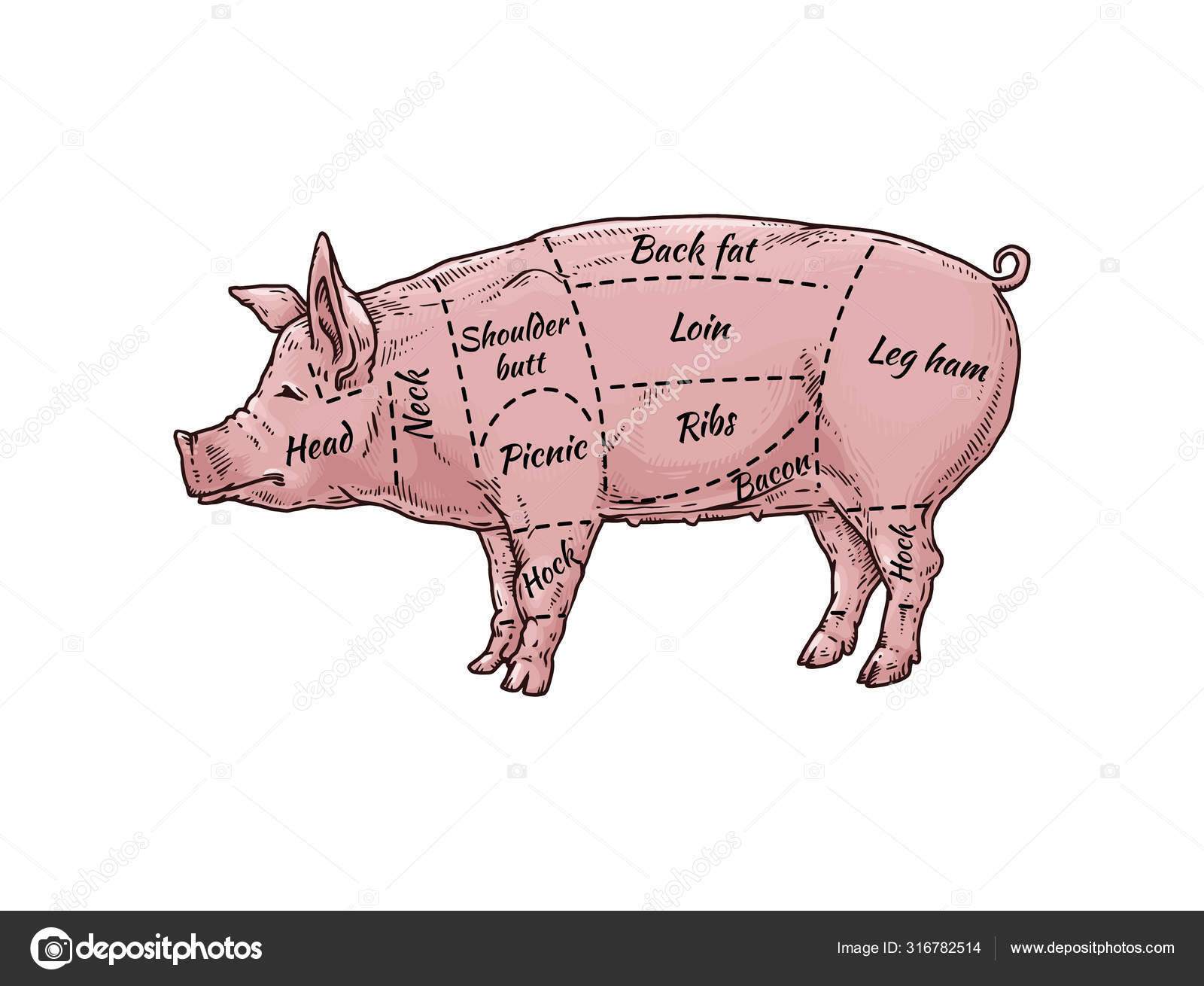 Butcher Pig Illustration