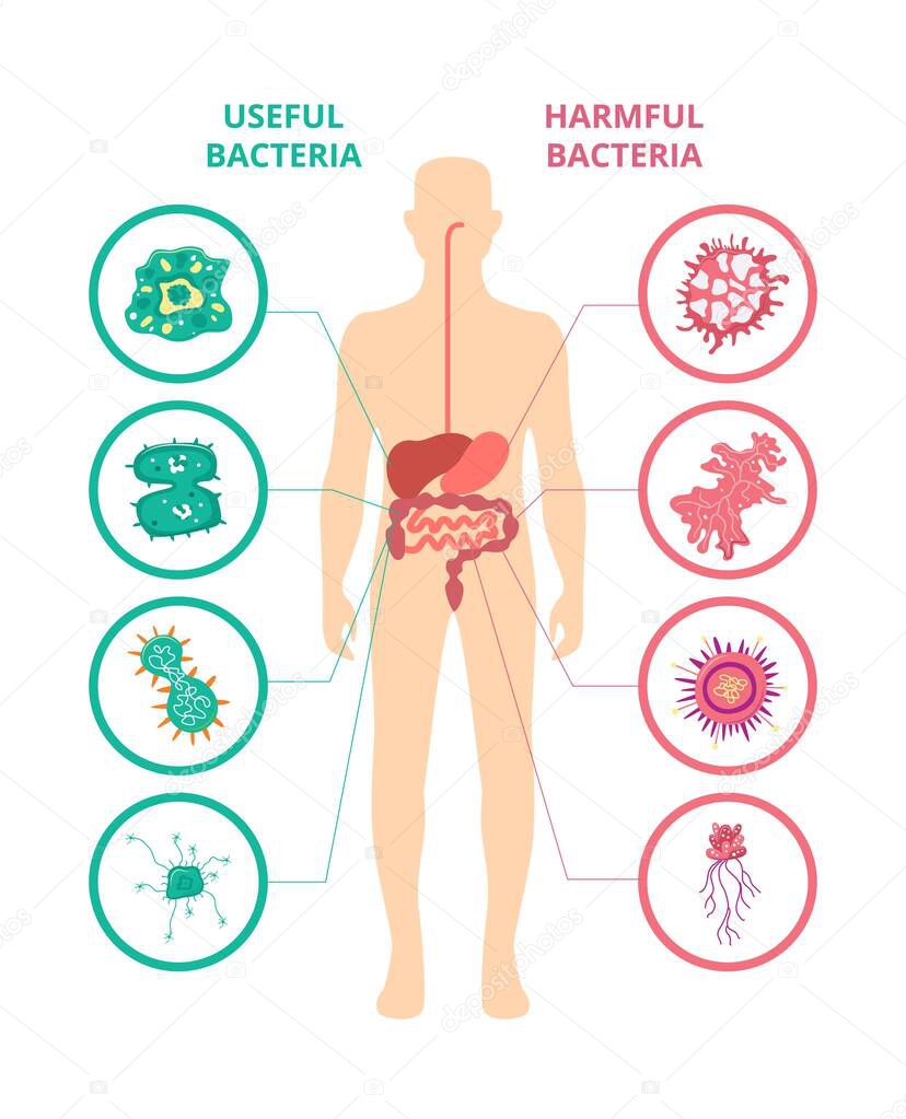 Bacterias útiles y dañinas - cartel del cuerpo humano con órganos ...