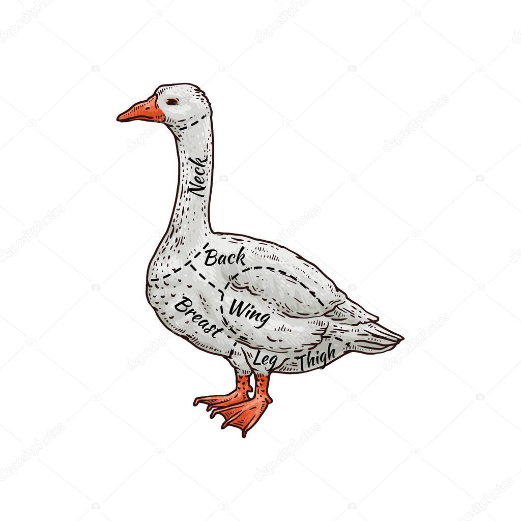 Pato blanco con carne corte cuerpo partes nombre guía aislado sobre ...