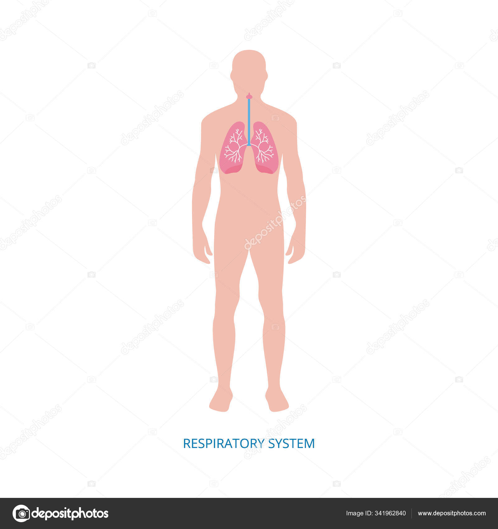 Diagrama Do Sistema Respiratorio Humano Sistema Respiratório: