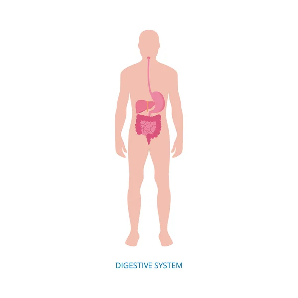 24,720,464 Digestive system Vector Images | Depositphotos