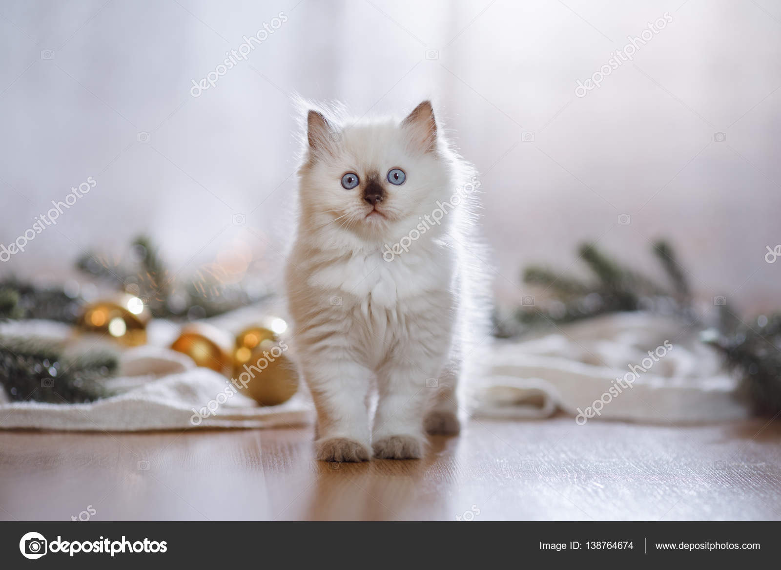 Ragdoll blue point little kitten on a colored background studio Stock ...