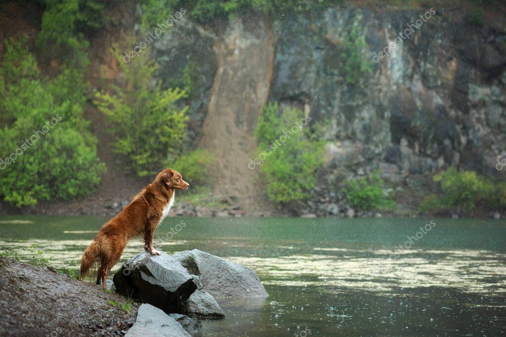 perro está parado en una piedra bajo la lluvia. Camina con tu mascota ...