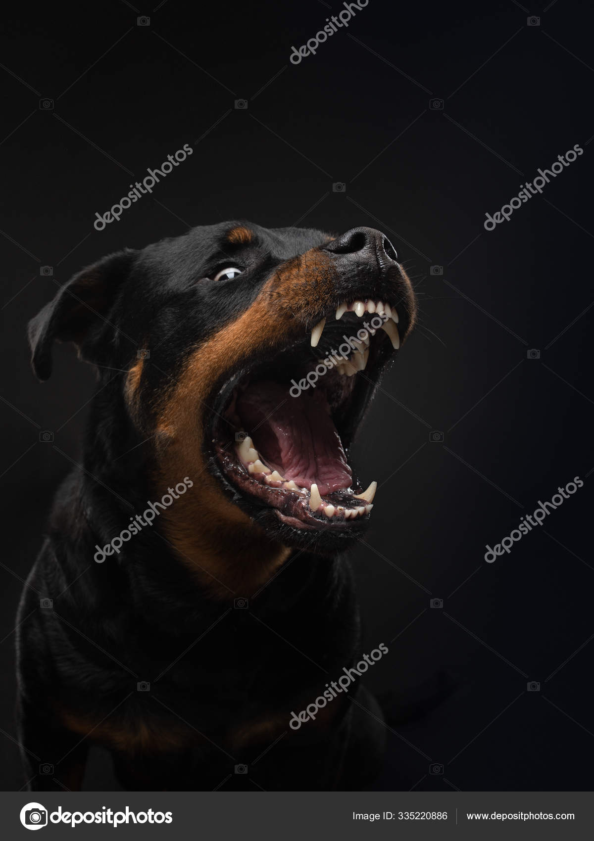 Snarling Rottweiler