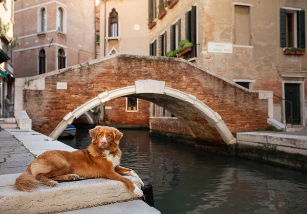 perro en la ciudad. Nova Scotia Duck Tolling Retriever en Venecia ...