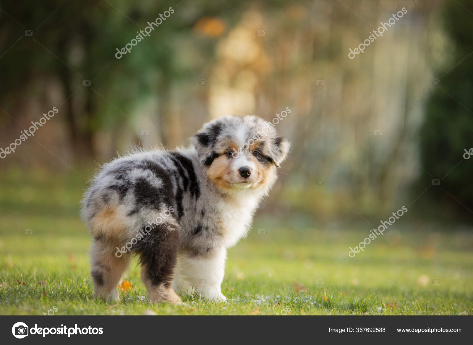 Marble Puppy Australian Shepherd Dog Yard Grass Pet Stock Photo by ...