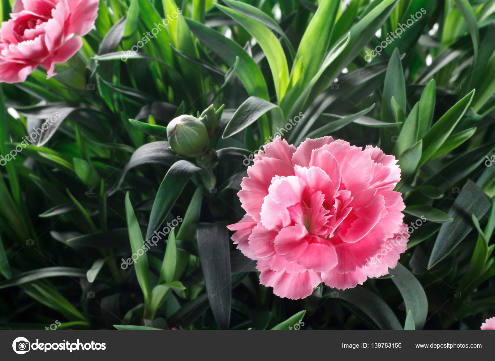 Dianthus Caryophyllus Leaves