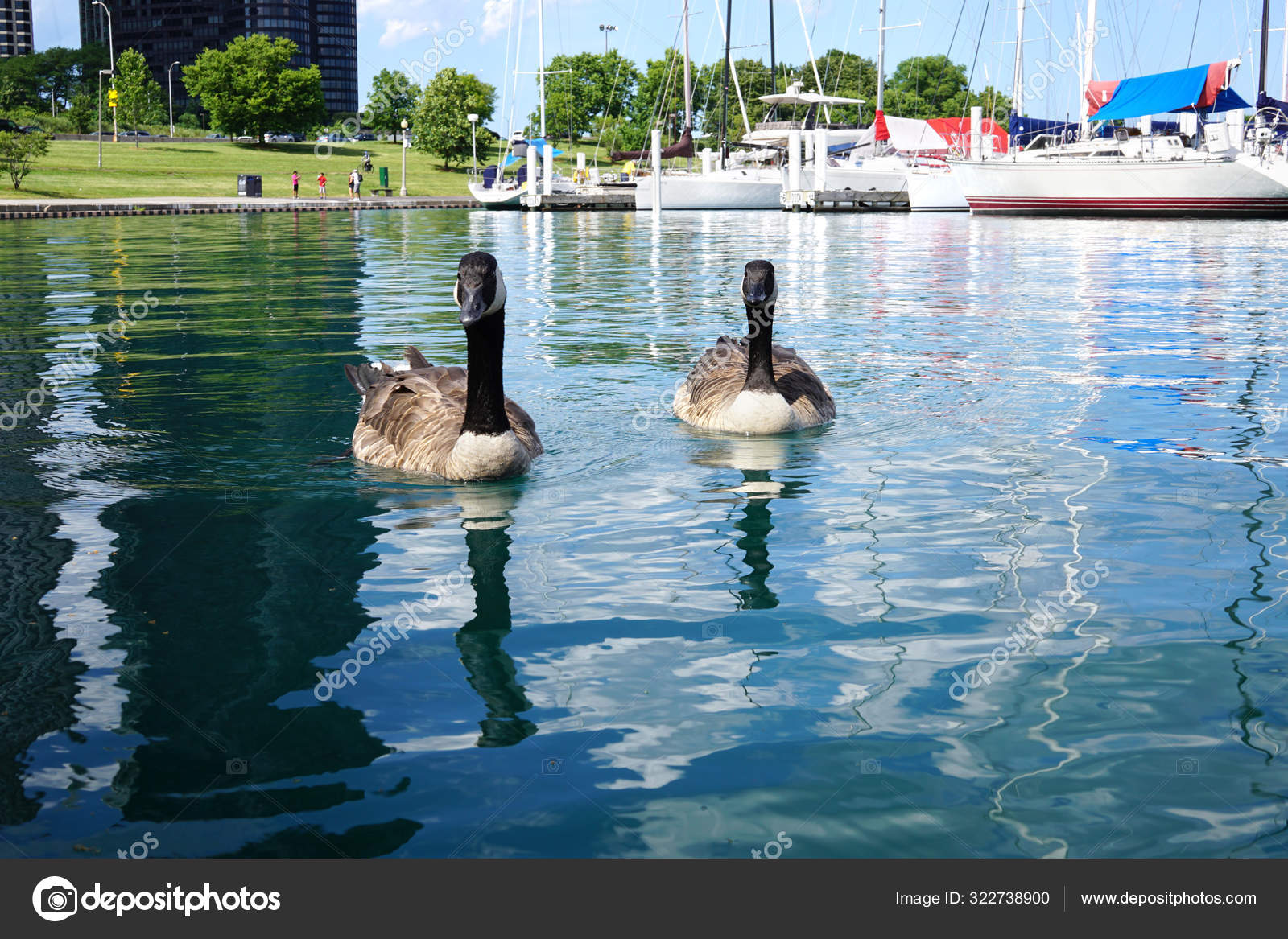 Wild birds swimming on surface of the pond close up – Stock Editorial ...