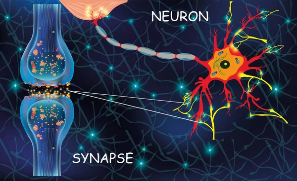 Neuron Synapse Animation