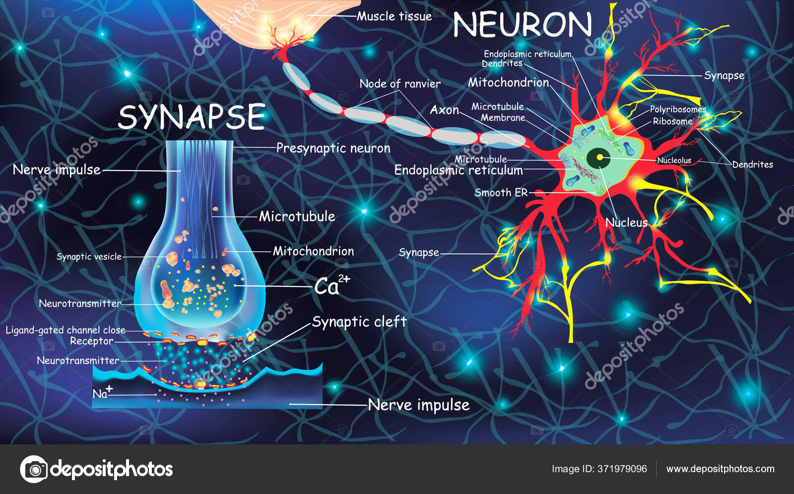 Anatomy neuron and synapse. Signaling in the brain. Cells neuron and ...