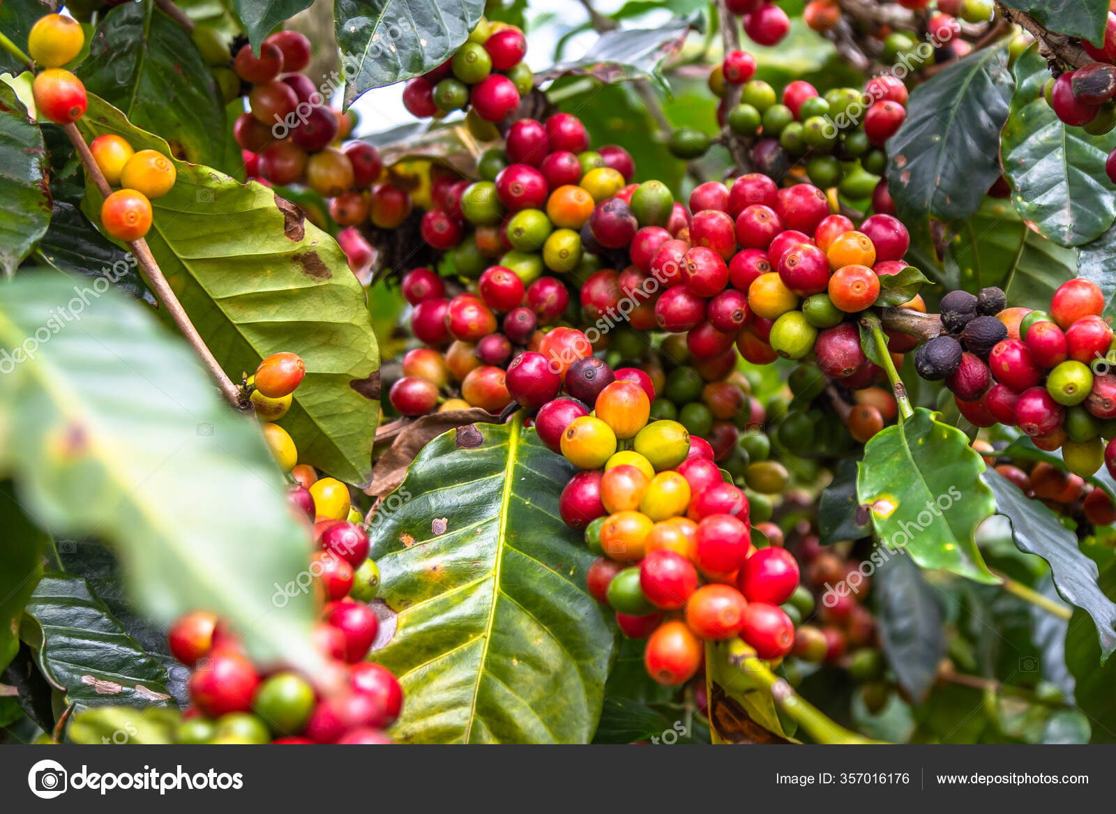 Coffee Bean Tree