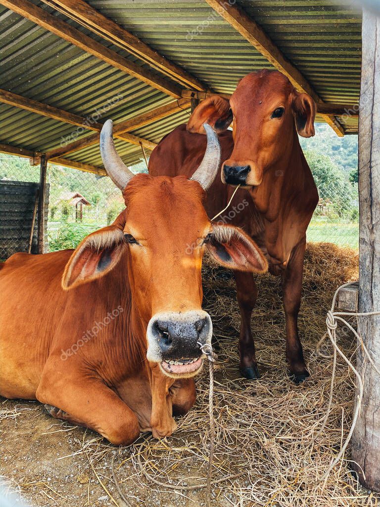 Vaca de cerca, vaca de color rojo-marrón yace en el corral. Dos vacas ...