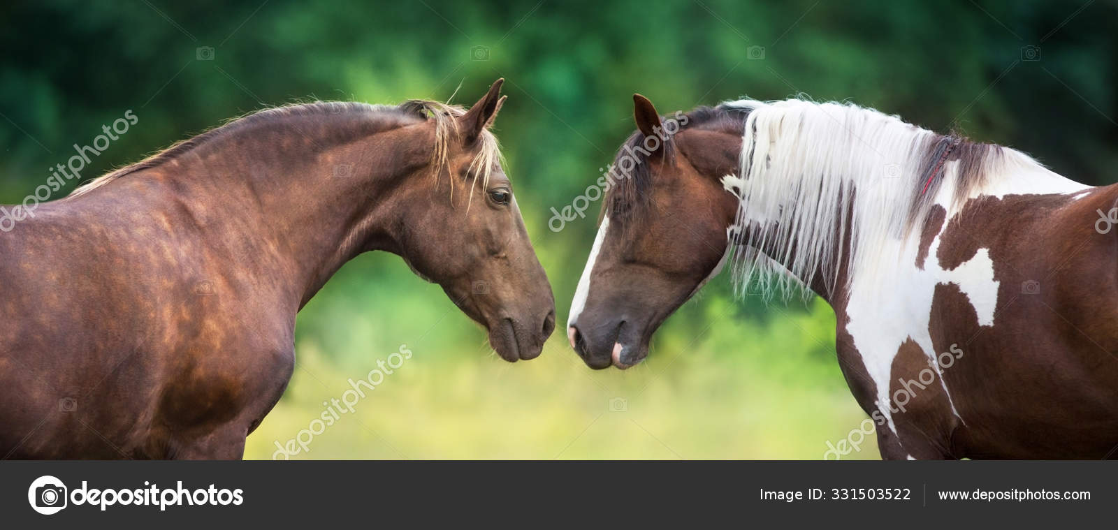 Two Horse Pinto Silver Dapple Close Portrait Stock Photo by ©kwadrat70 ...