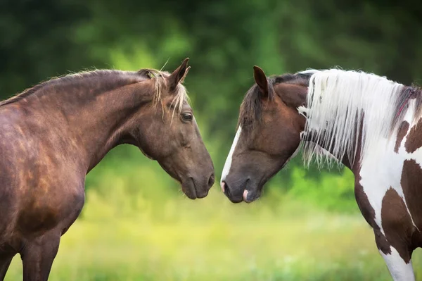 Two Horse Pinto Silver Dapple Close Portrait Stock Photo by ©kwadrat70 ...