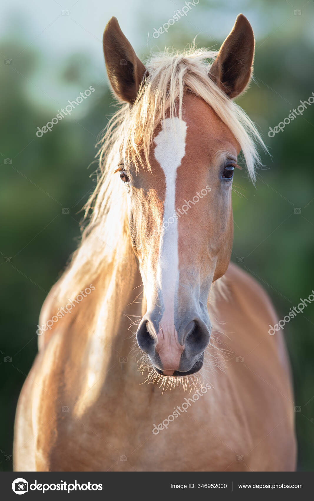 Cremello Paint Horse