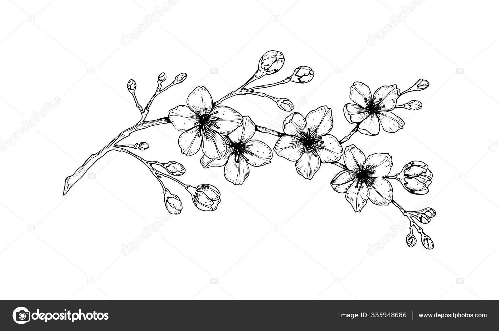 Cherry Blossom Branch Black And White