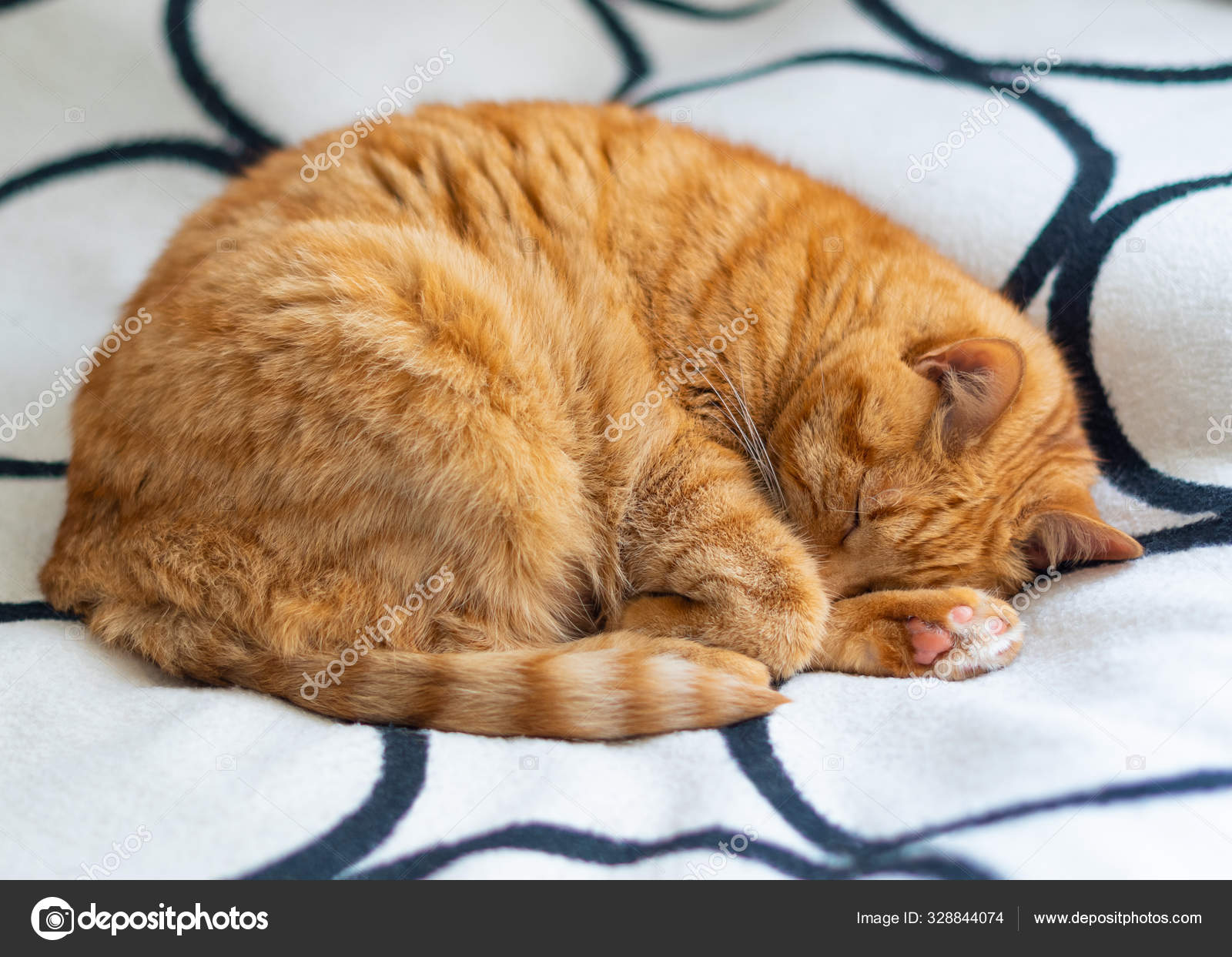 Sleeping Cats Curled Up