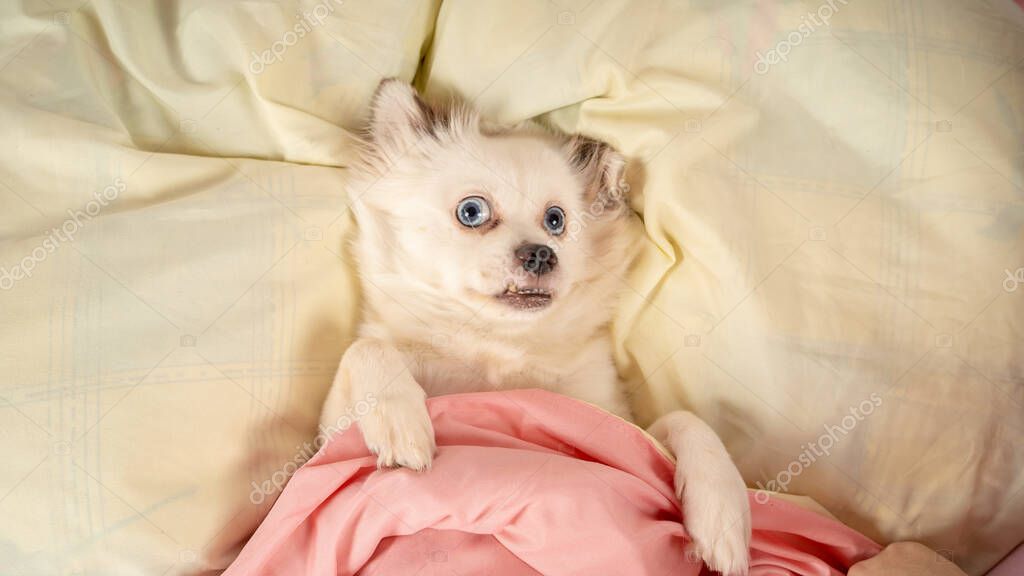 Pequeño perro relajado acostado en la cama. Perro blanco con ojos ...