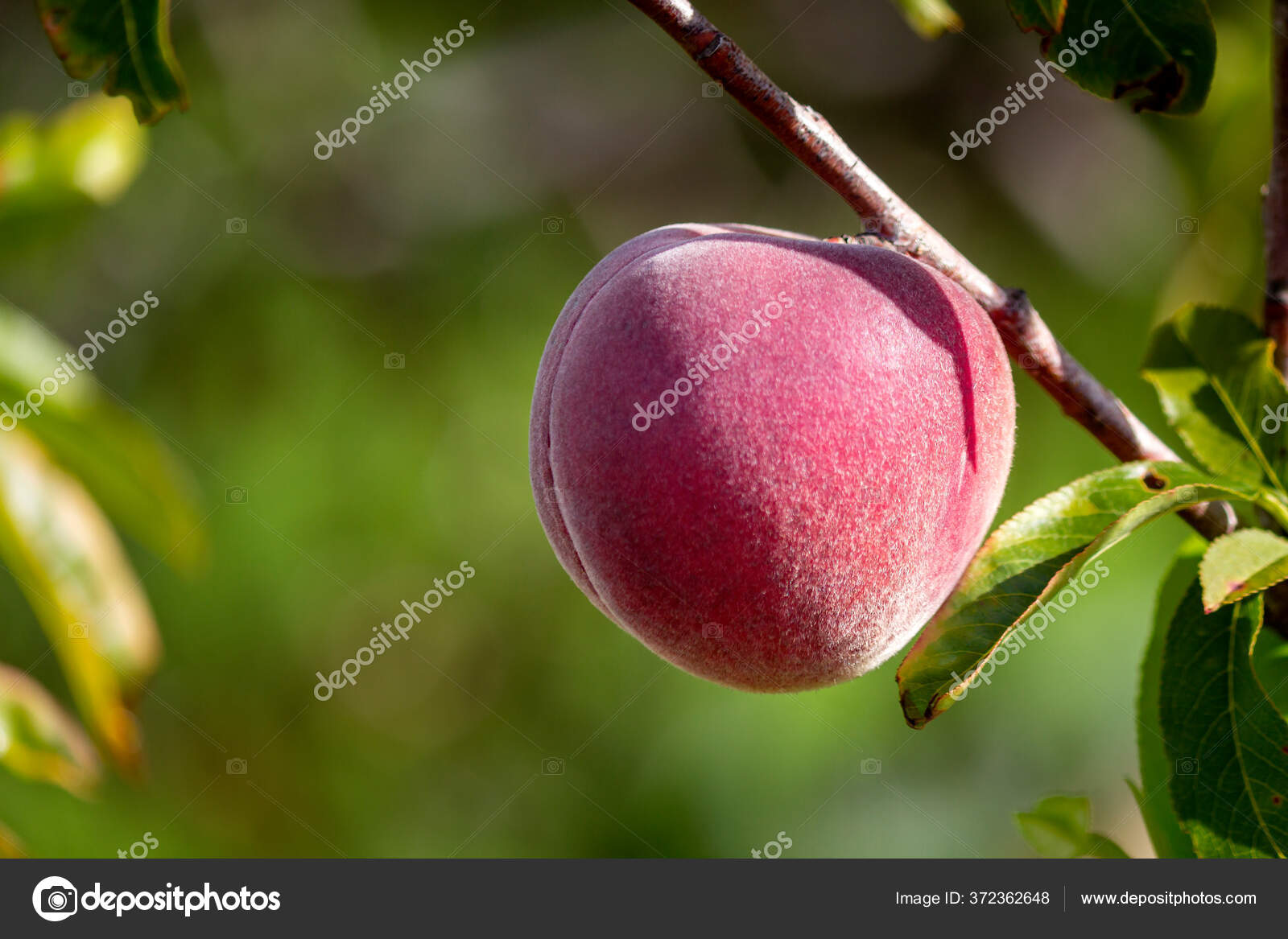 Growing Peaches Species Prunus Persica Deciduous Tree Native Northwest ...