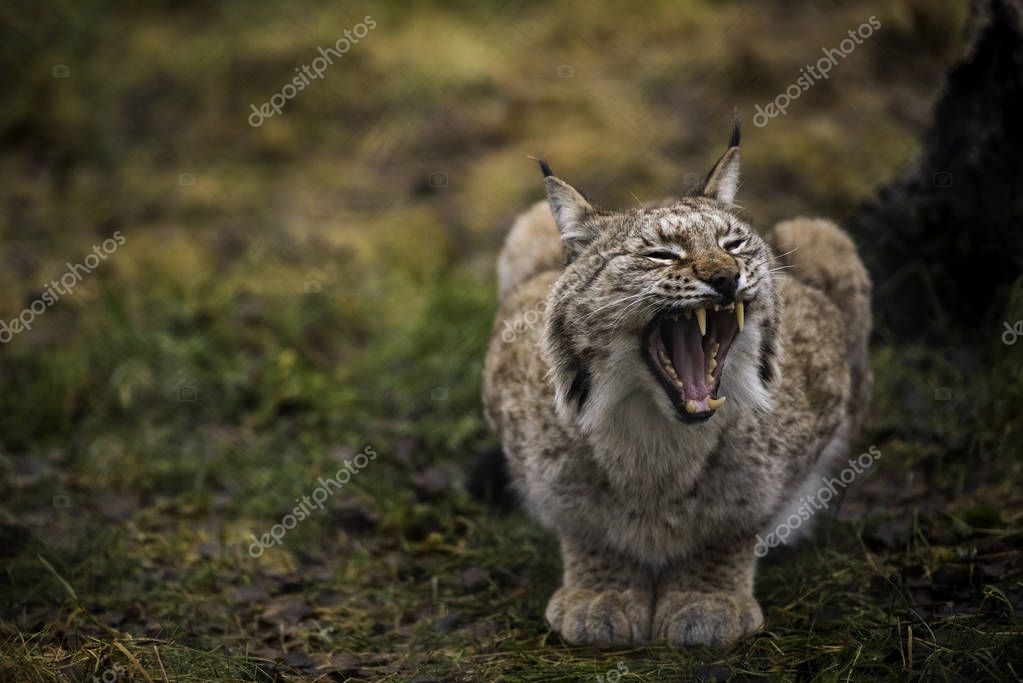 Eurasian Lynx yawns and shows big and sharp teeth. Close-up portrait of ...