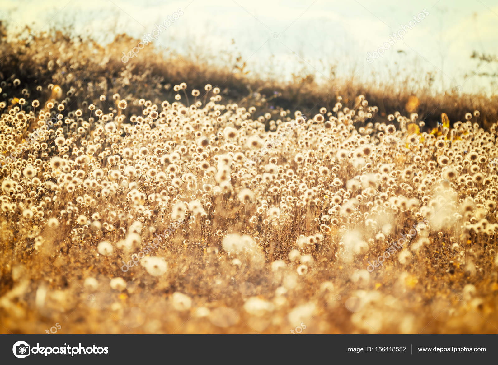 Field plants in backlight, natural background and texture Stock Photo ...