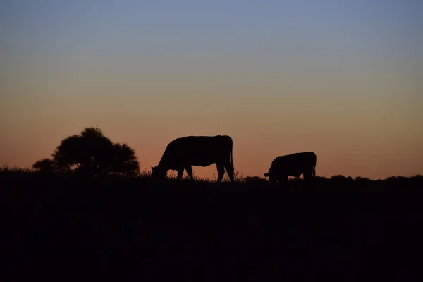 Cattle sunset Stock Photos, Royalty Free Cattle sunset Images ...