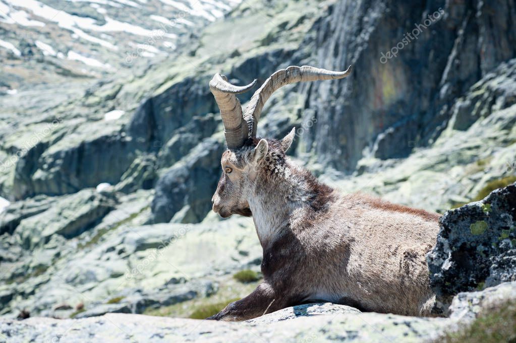 cabra acostada en la piedra de la montaña Gredos 2024