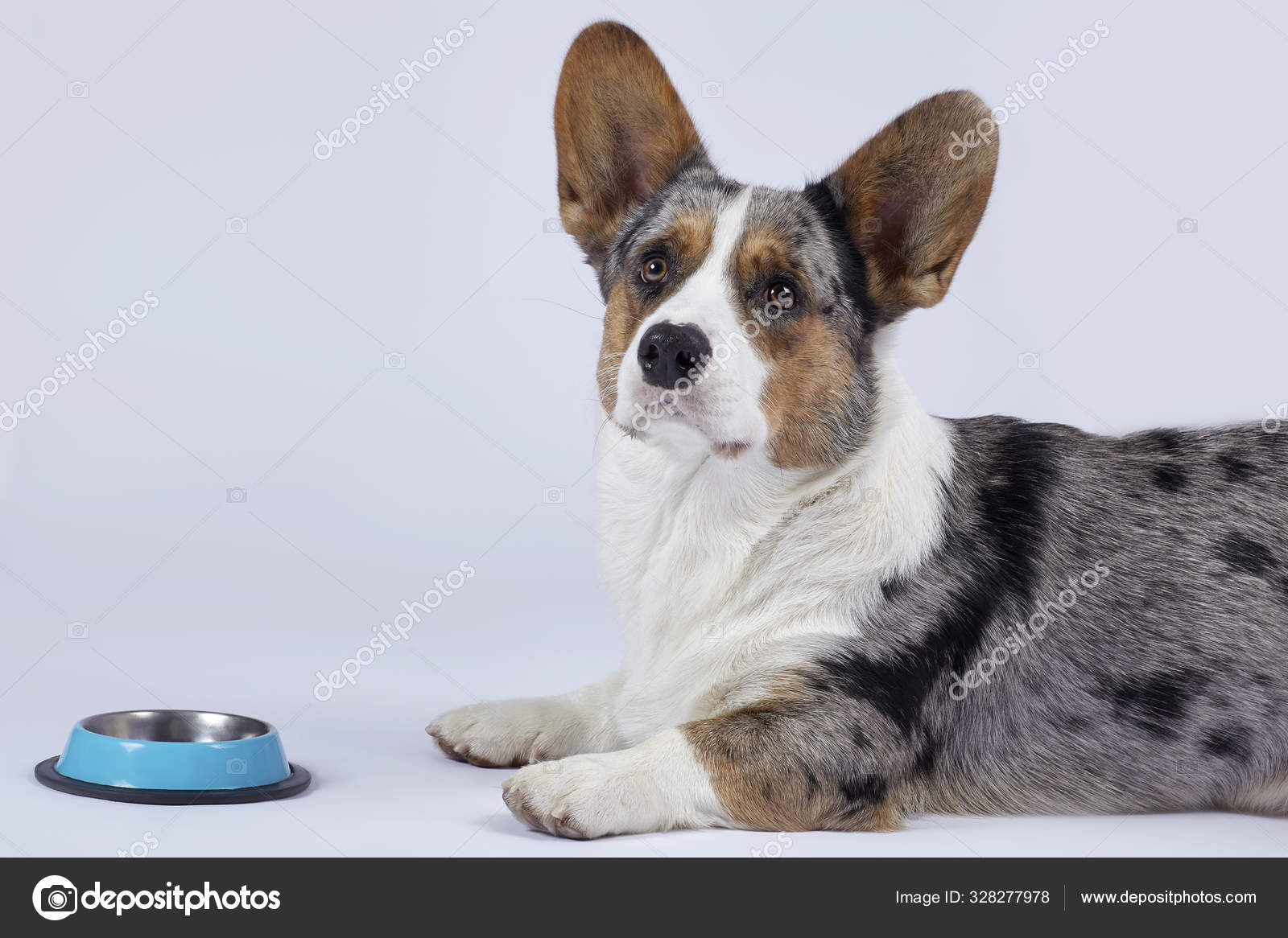 Son Raros Los Perros Merle