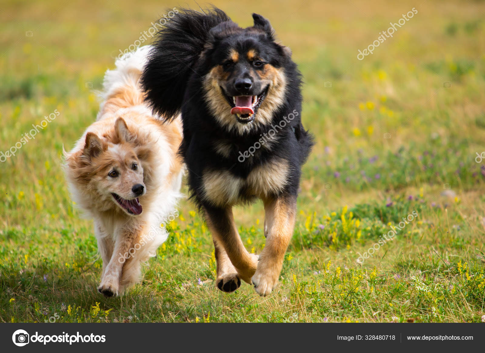 Two dogs playing on the lawn and on the water Stock Photo by ©Valmedia ...