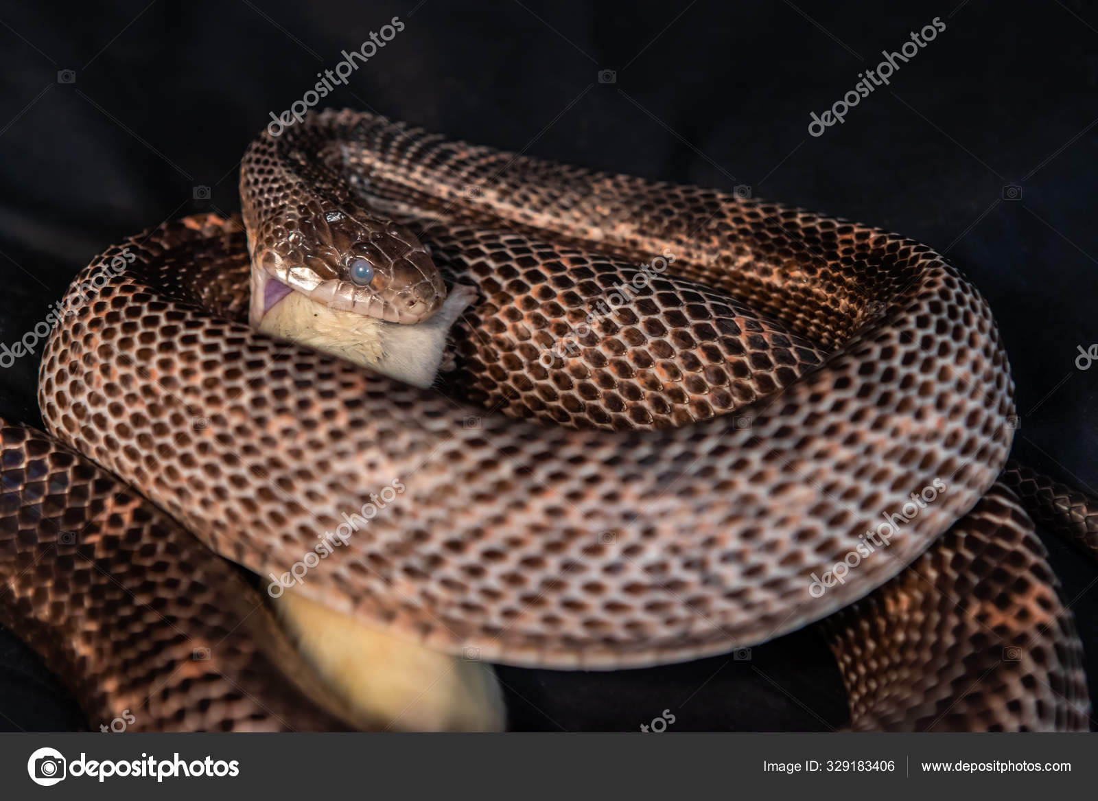 Pet Snake eats white rat in indoor studio — Stock Photo © Valmedia ...