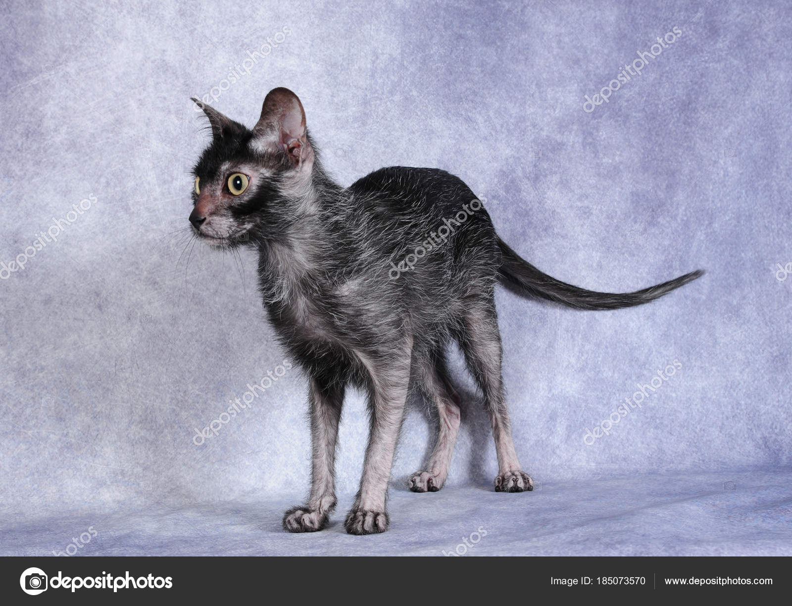 Werewolf cat in the studio Stock Photo by ©biancalana 185073570