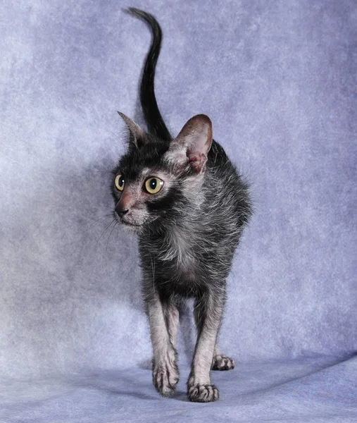 Werewolf cat in the studio Stock Photo by ©biancalana 185073570