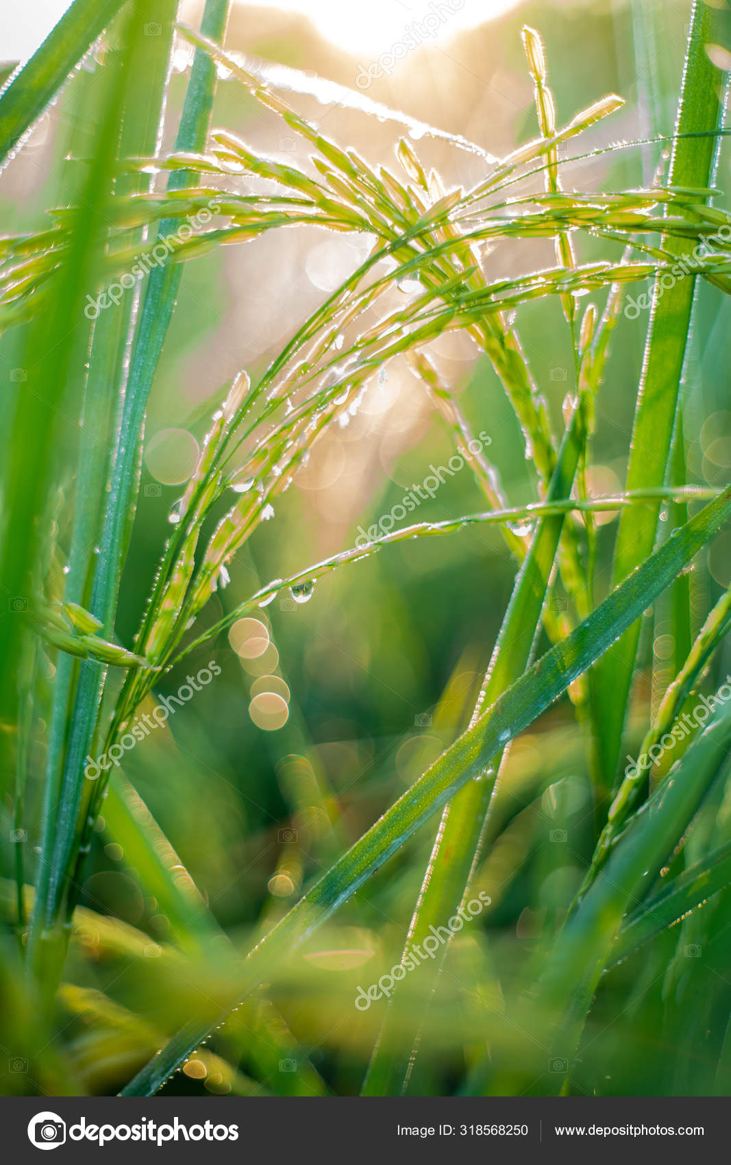 Rice farm,Rice field,Rice paddy, rice pants,Bokeh dew drops on t ...